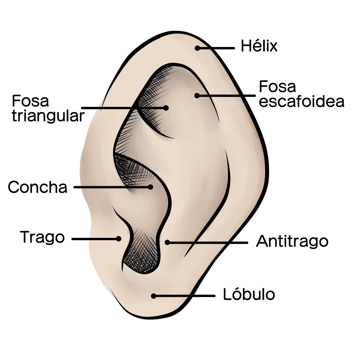 Dibujando orejas Parte 1 (manga) | Ilustraideas